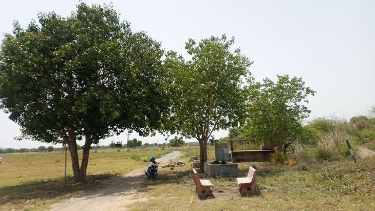 A 6-inch sapling received as a farewell gift has grown into a huge ...