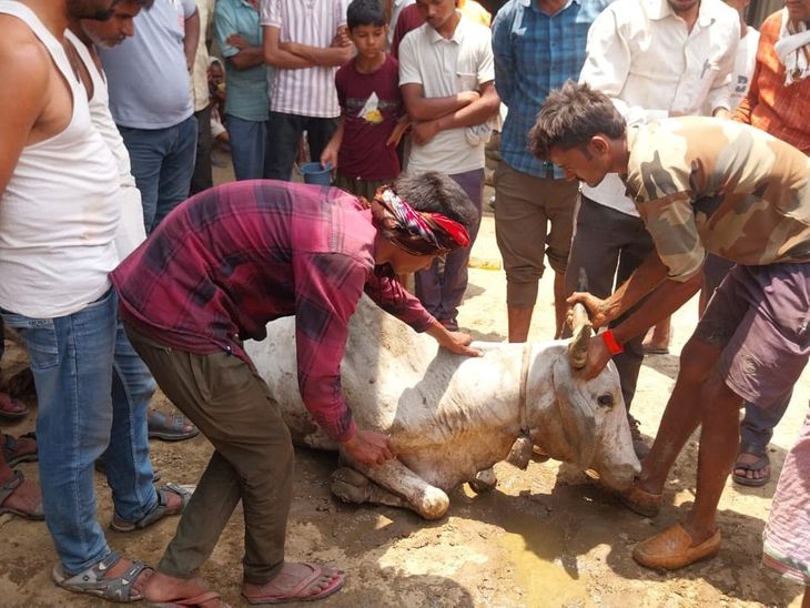 Aligarh Cows Die | Bhandara Food Poisoning