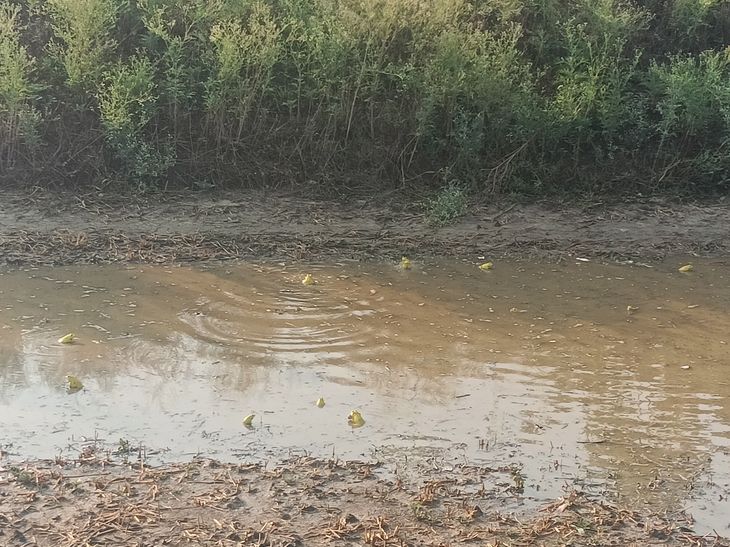 Budayun Frog Chorus | Rain Brings Relief; Unique Sight