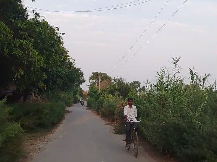 Gangauli-Sakhwaniya Road Bushes Cause Trouble | Kubersthan-Shivpur Route