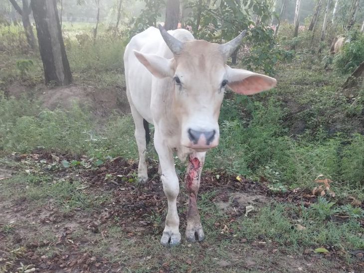 Shahi Gau Raksha Sangh Nandi Treatment | Injured Bull Rescue Photo