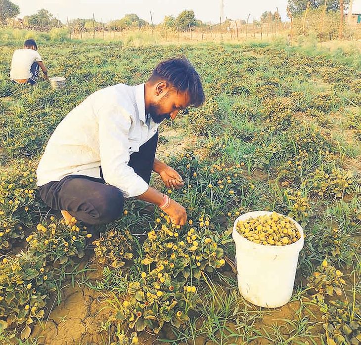 Jalwara farmer becomes rich by cultivating medicinal Iranian aconite ...