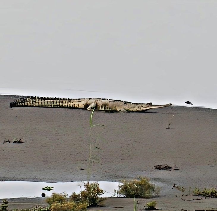 Gharial spotted at Madhurapur river ghat
