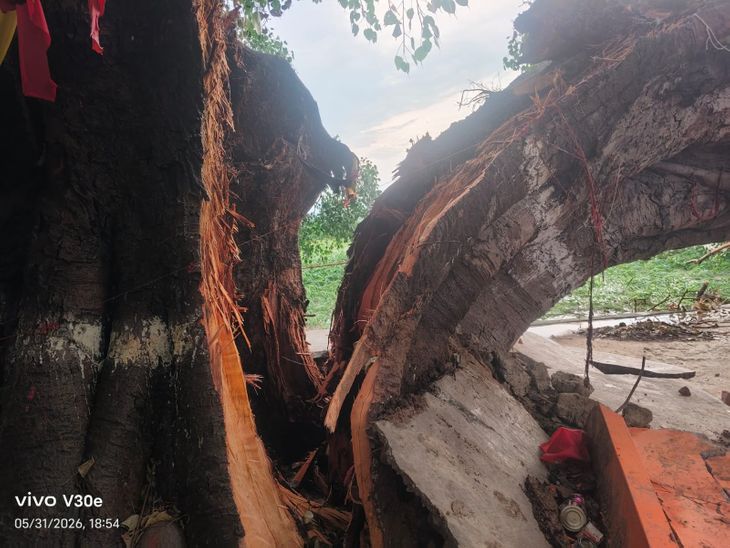 Badaun Mutt Accident | Tree Fall Kills Youth