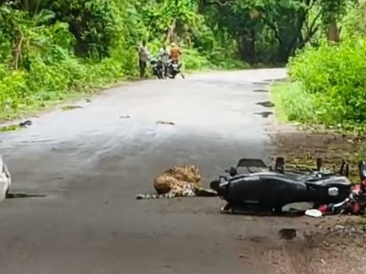 Katerniaghat Leopard Encounter | Bike Rider Falls, Video Viral