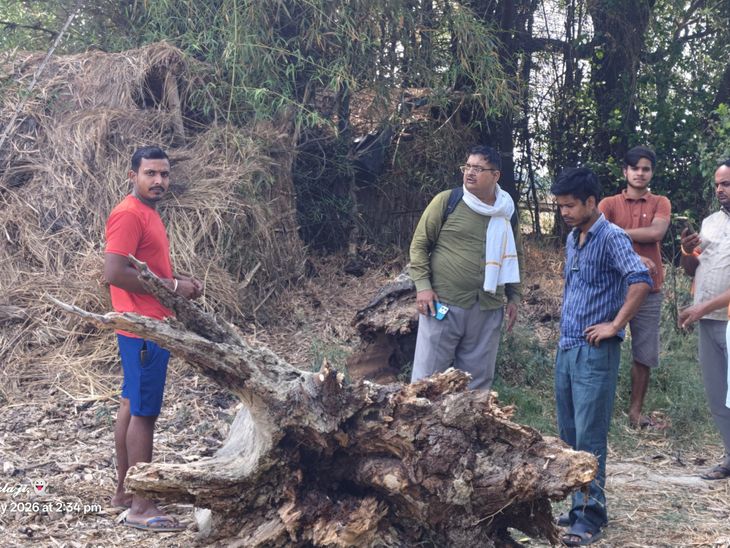 Bahraich Banjar Land Mango Tree Cutting Controversy | Officials Report