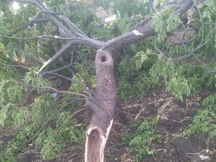 Bhalta Power Outage | Strong Winds Uproot Trees; Villagers Face Hardship