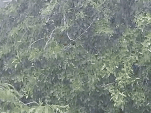 Agra Weather Alert: Rain, Hail Forecast; Temp Drops 8.1°C