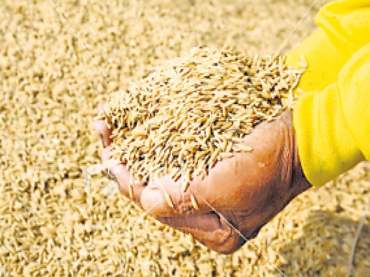 70 percent of Chhattisgarh's farms have seeds from other states