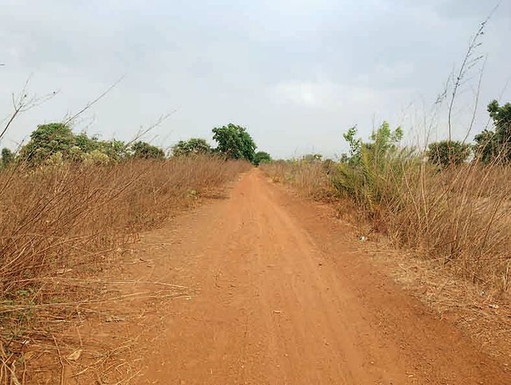 Bushes spread on the Aamapara-Aurabhatta canal access road, causing ...