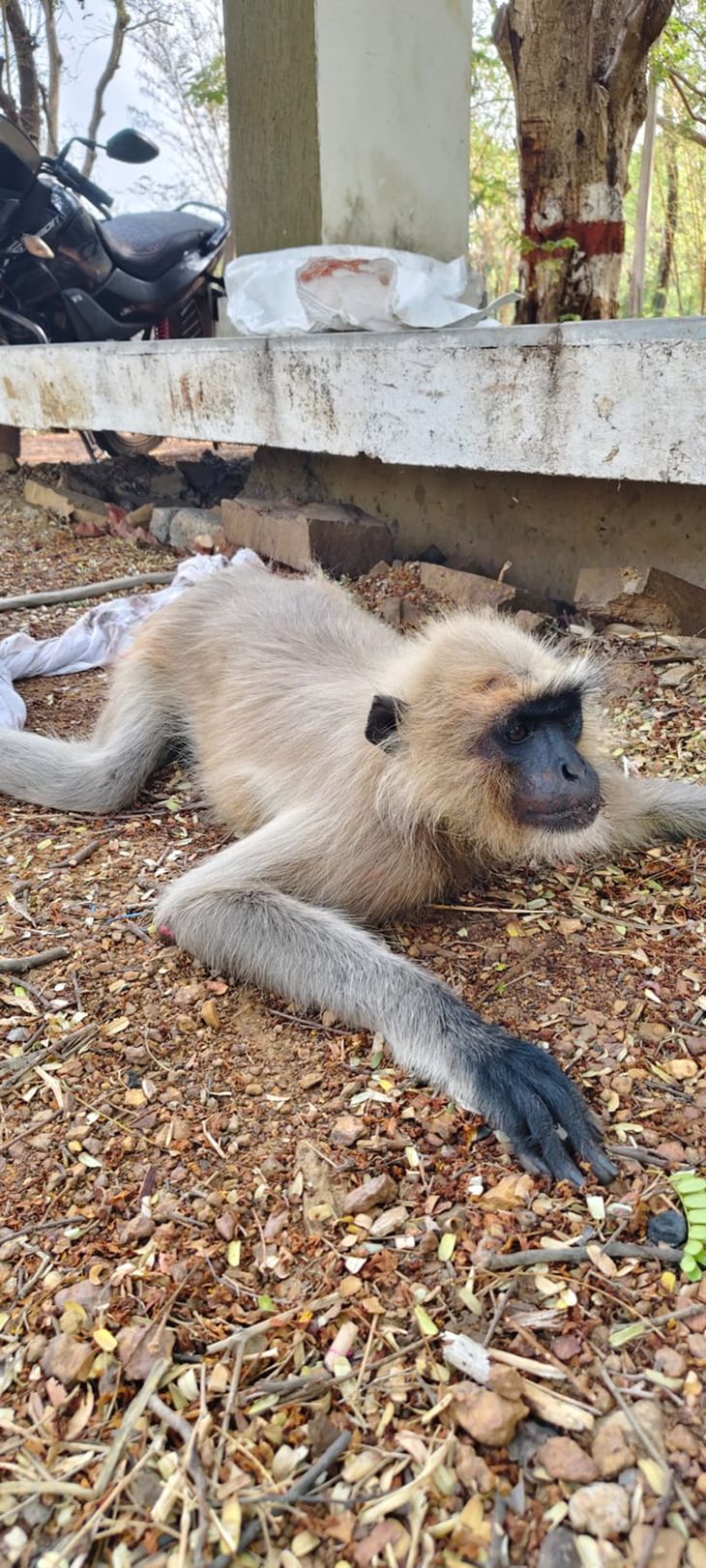 Monkey dies after being hit by an unknown vehicle, 5 wild animals have ...