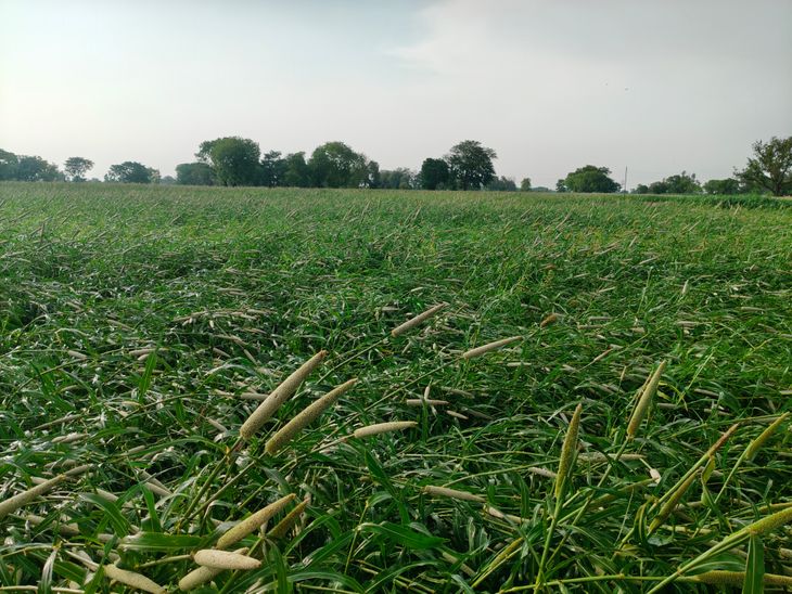 Sahpau Hailstorm | Bajra, Moong, Melon Crops Destroyed; Farmers Distressed