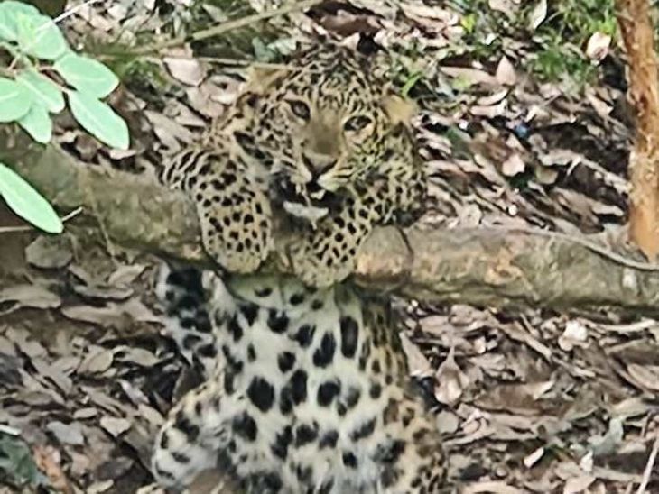 Champawat Wild Leopard Rescued from Barbed Wire Trap