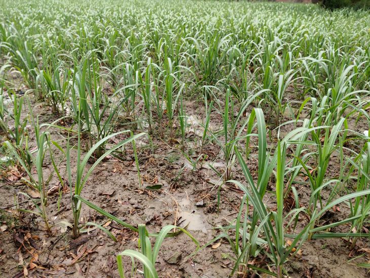 Pisauna Sitapur Rain: Farmers Happy, Crops Get Life!
