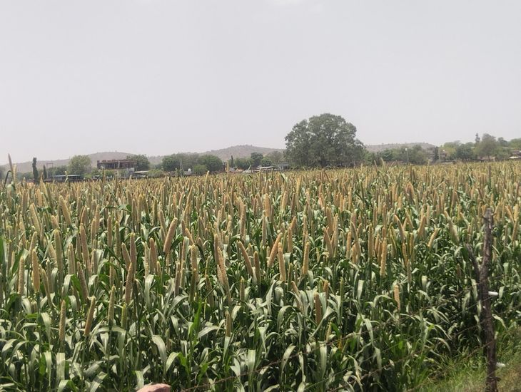 A monsoon-like scene in the heat of May, millet flourishes on more than ...
