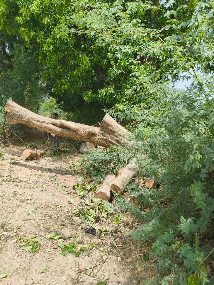 Dust storm uproots trees, blows away tin cans, and knocks out power