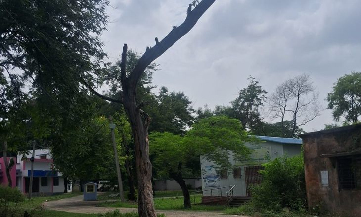A dry rosewood tree leaning on the roadside poses a threat