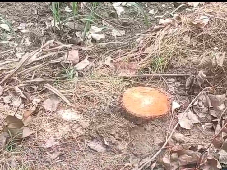 Govt Tree Cutting Complaint in Muzaffarnagar | Police Probe