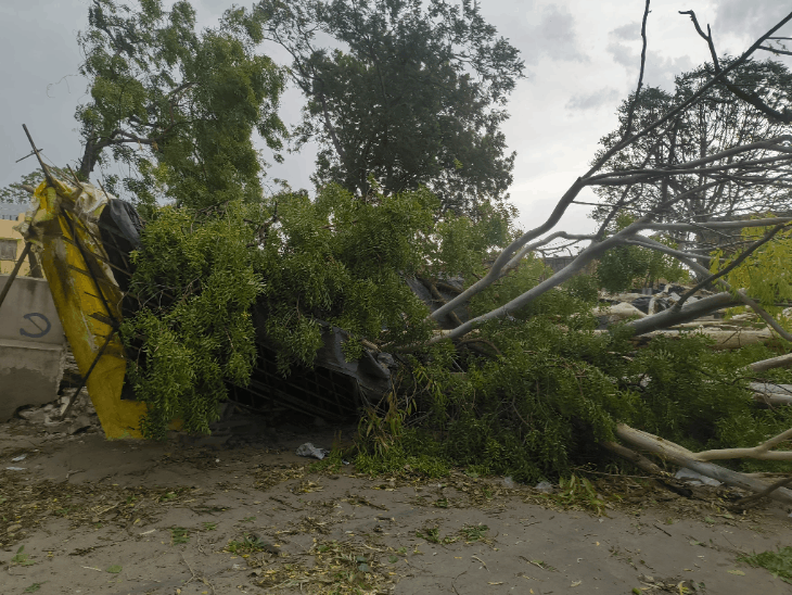 Aaseend-Motras Storm Damage | Trees Fall, Power Lines Snap