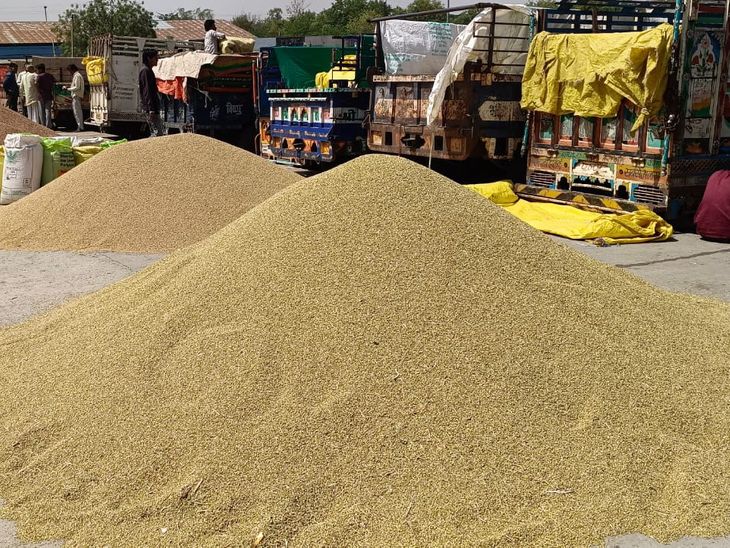 Chhabra Mandi Coriander Price Rs 13,153Quintal