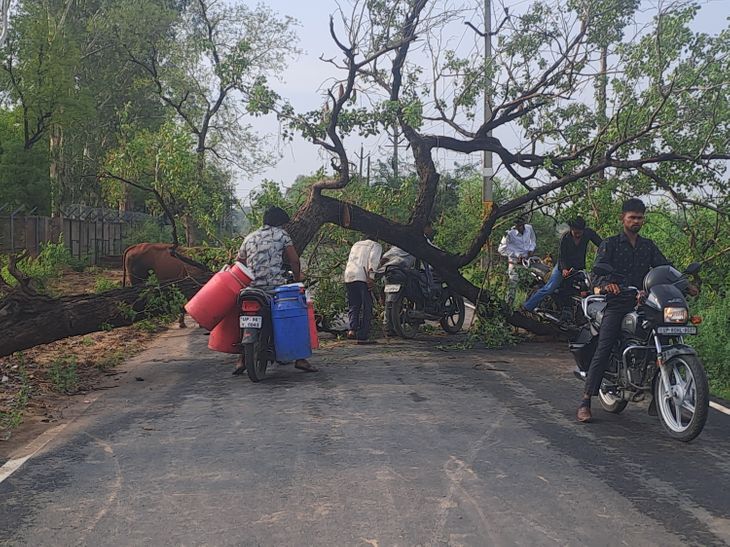 Sadabad-Jaitai Road Blocked For Hours; Tree Cleared By Power Employees