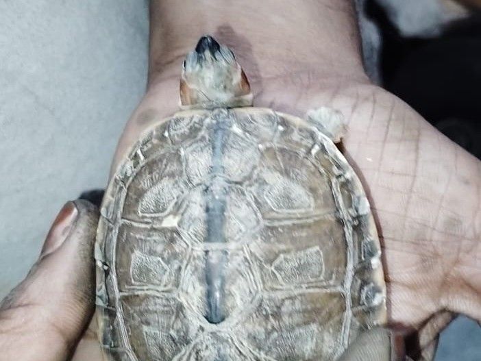 Mwana Rare Turtle Smugglers Nabbed | Chauhan Chowk Action