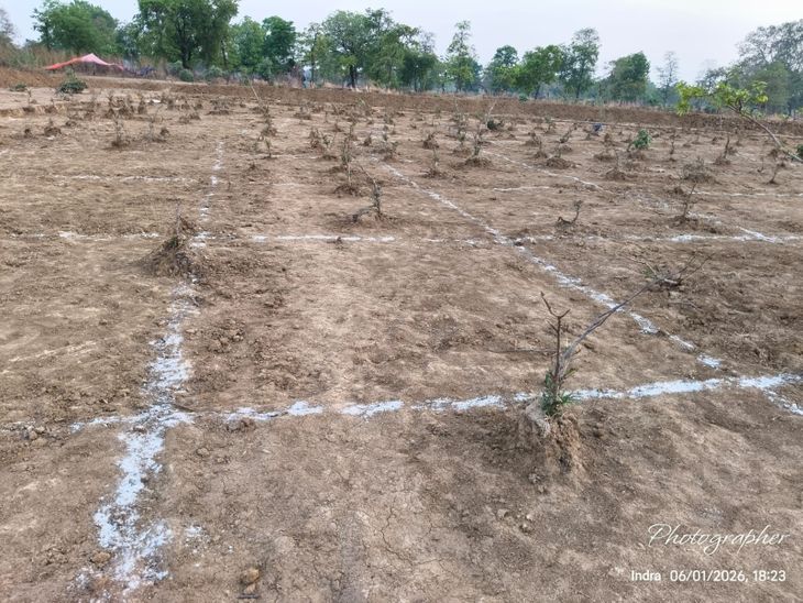 Bilaspur Collectors Order: Sarpanch, Engineer Face Action Over Tree Cutting