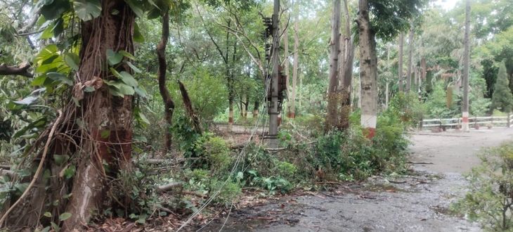 Tree falls on power line, power supply affected