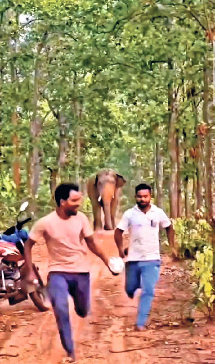 Misbehaving with an elephant proved costly; the angry elephant chased ...