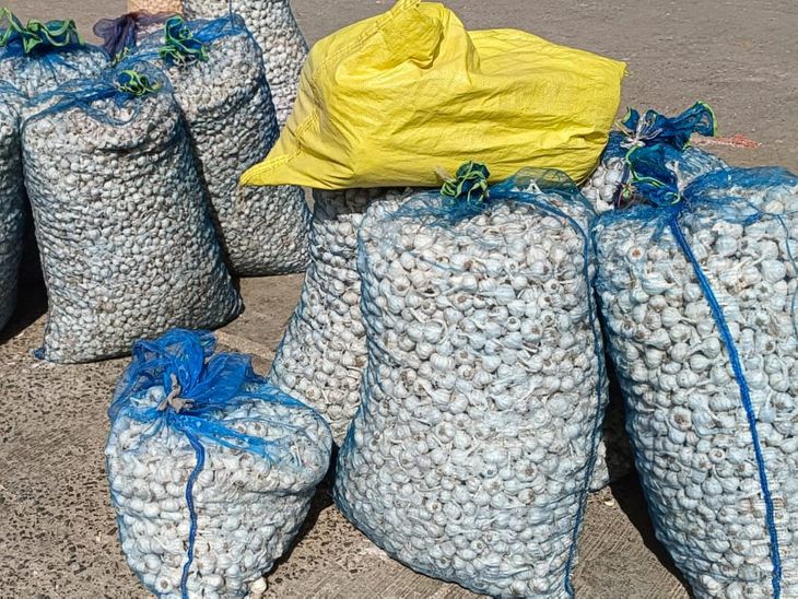 Chhabra Garlic Prices Up to ₹14050Quintal; Desi & Ooty Rates Fluctuate
