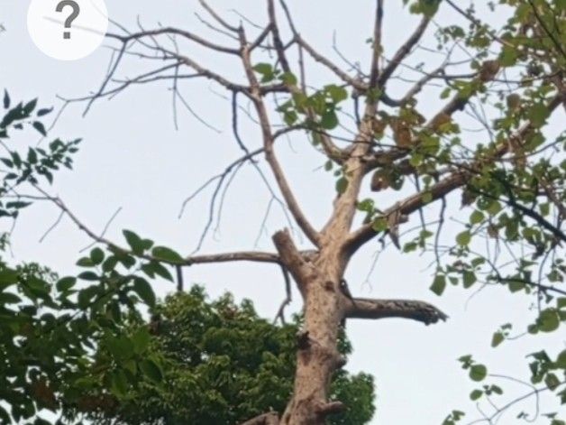 Turkaulia Trees Auction Cancelled | Mahogany Semar Controversy