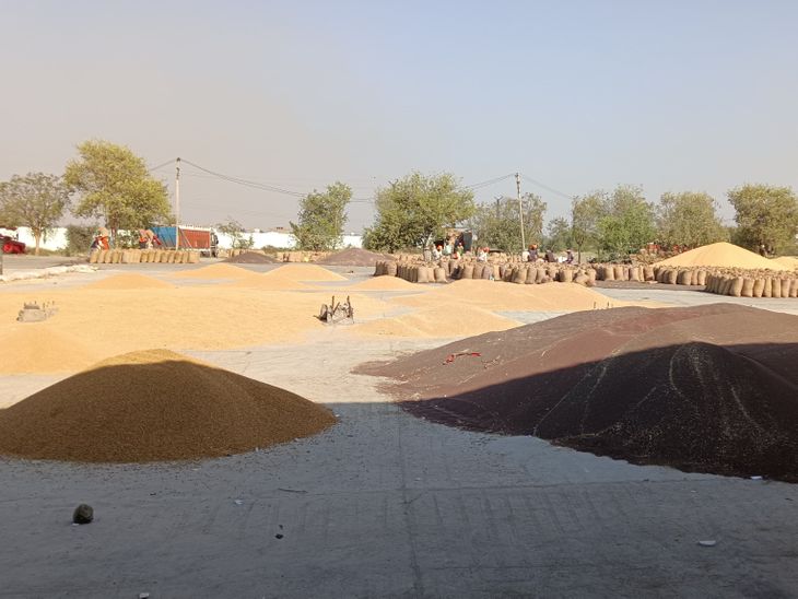 Kawai Mandi: Gehu ₹2491, Chana ₹5636, Sarson ₹7560 | Mandi Rates