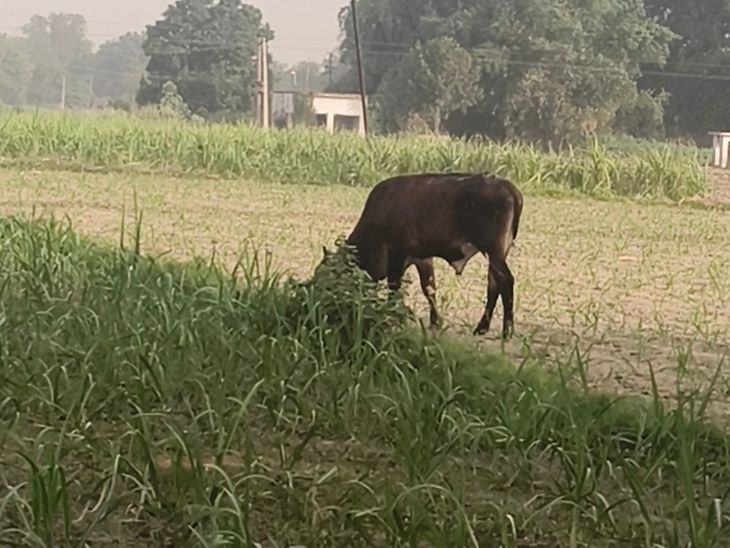 Ganna & Hara Chara Barbaad | Parsidhpur Kisan Pareshan, Anna Pashu ...