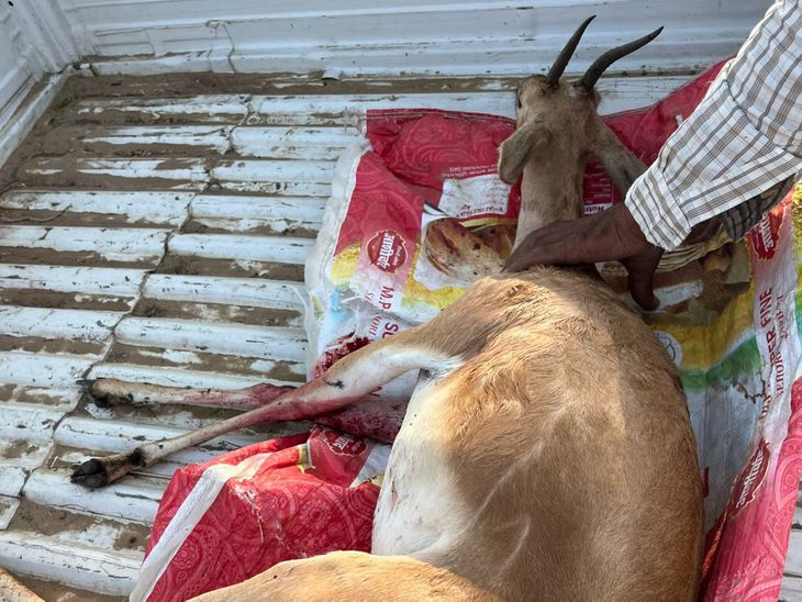 Sonadi Deer Attack | Dog Injury, Leg Amputation; Animal Lovers Rescue