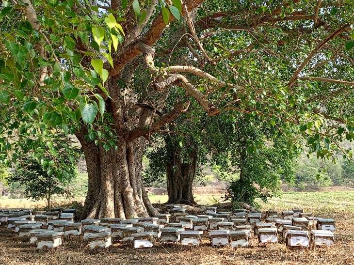 Bajra Crop Boosts Honey Production & Pollination in Rajasthan