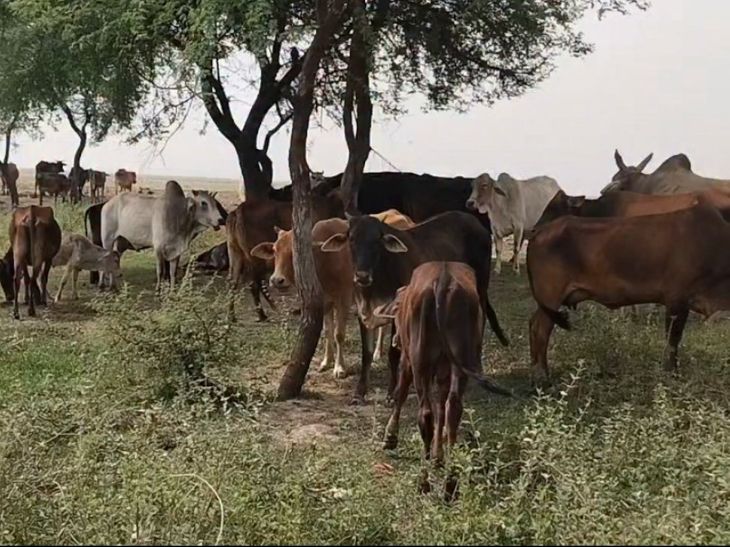 Gorakhpur Heatwave: Cows Seek Shade, Tree Scarcity Ails