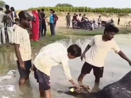 Kaushambi Cattle Deaths | Poisonous Grass Cause; Treatment Ongoing