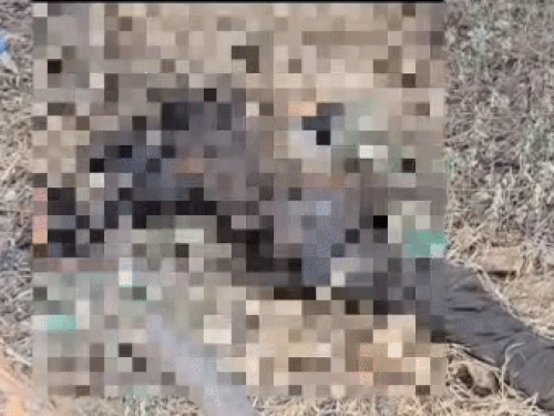 Rohtak Decomposed Body Found Near Farmhouse | Animal Attack