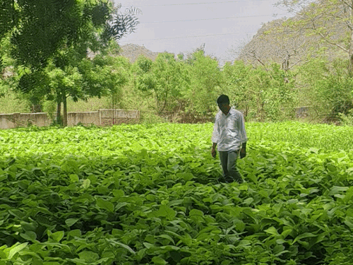 Sawai Madhopur Targets 23 Lakh Plants; Hariyalo Rajasthan Launch