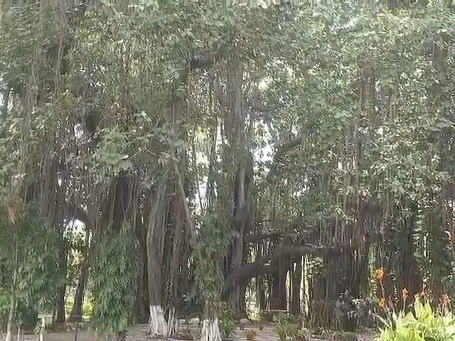Munger Heritage Tree: 700-Year-Old Banyan Gets Status | Dynasty Changes ...