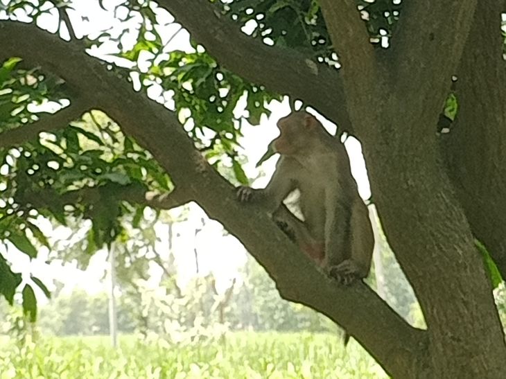Lakarhat Village Monkeys Attack Crops, Children Face Danger