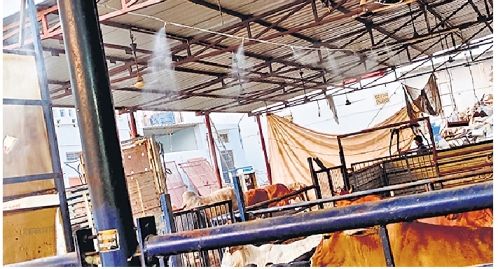 From cow service to human service: Cowshed Hari Ghas Group becomes an ...