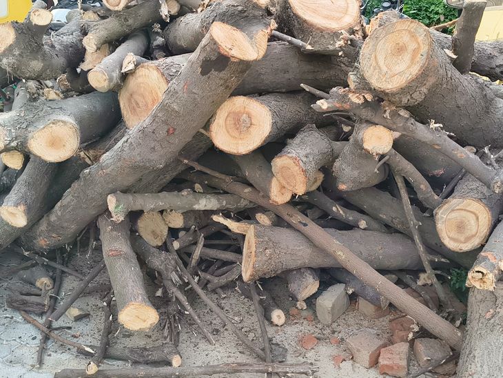Achhalda Contractor Booked | Green Neem Trees Cut; Illegal Wood Seized