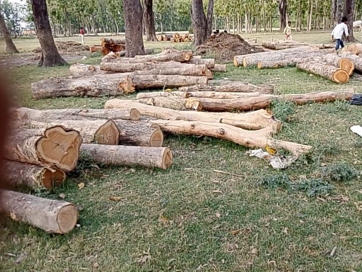Balrampur Forest Mafia Tree Cutting | Forest Dept Connivance Alleged