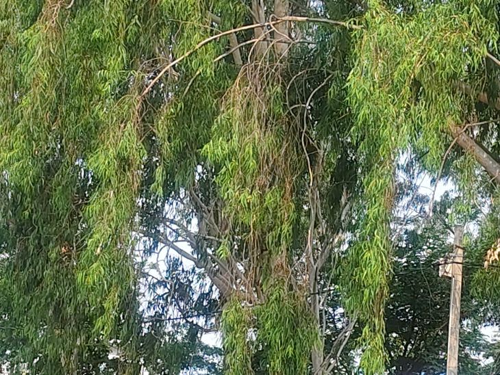 Bhikkawala Power Faults: Trees Cause Outages, Consumers Distressed