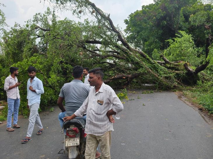 Gonda Road Blocked | Mango Tree Falls on Maskanwa-Mankapur Route