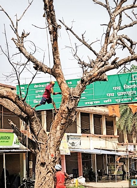 24 dead trees along the roadside were cut and removed.