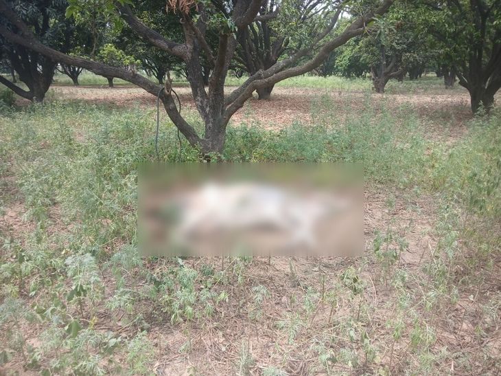 Daurala Cow Death: Police Cremate Roadside Animal Body
