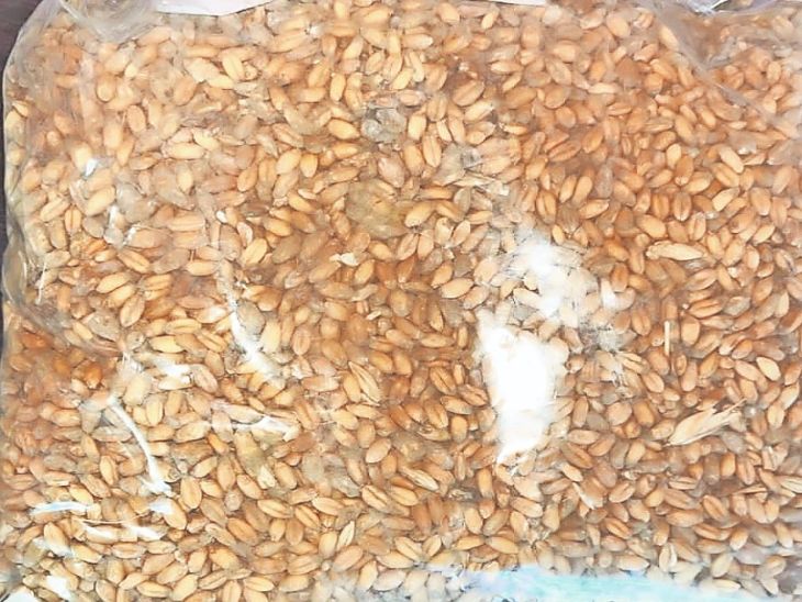 Old wheat in new purchase...