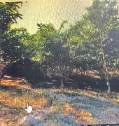 Champaran, once known for its dense forests, now has only 4.5% forest ...